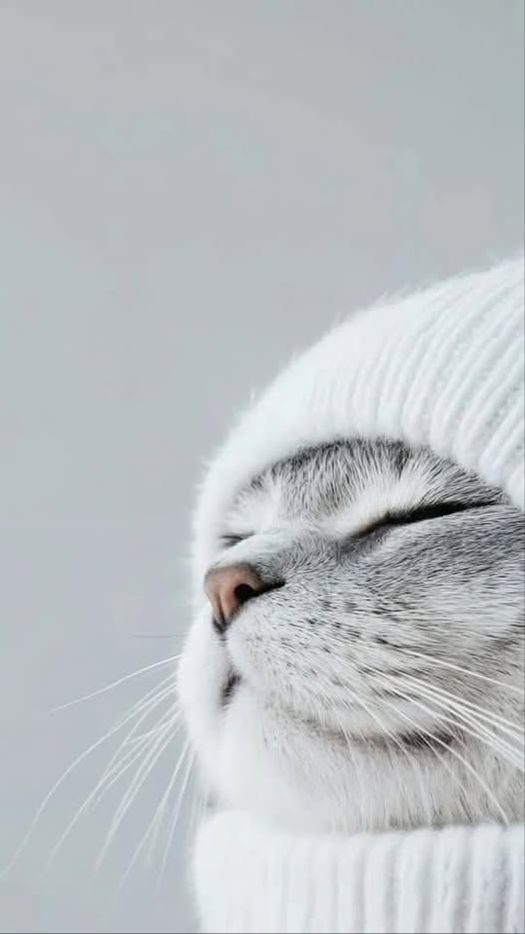 Я кот простой: вижу пакет - ныряю в пакет