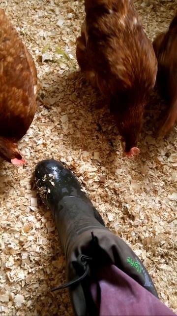 Такие вкусные сапоги!