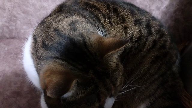 Кот и расслабление