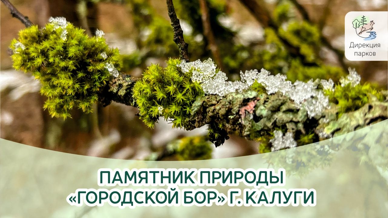 Памятник природы федерального значения «Городской бор» (ООПТ)