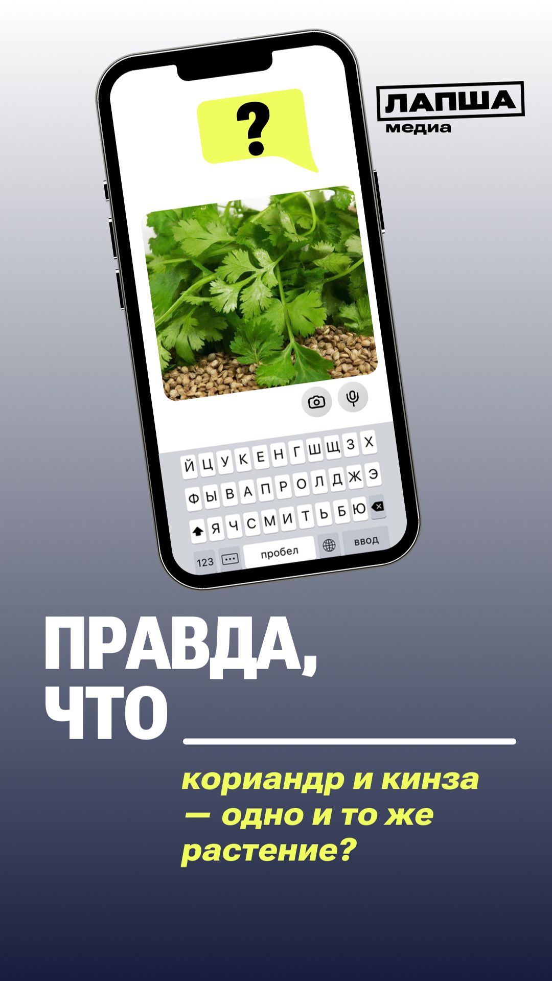 КОРИАНДР И КИНЗА — ОДНО И ТО ЖЕ РАСТЕНИЕ?