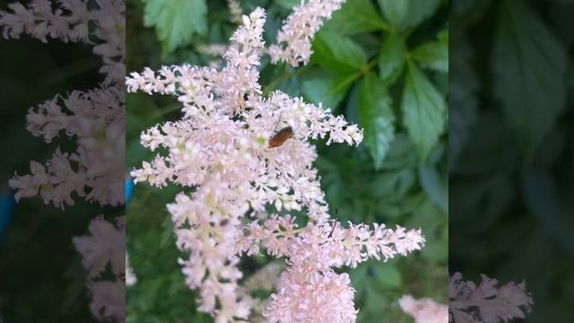 Жучки на цветке