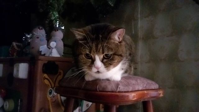 Кот и Новый год