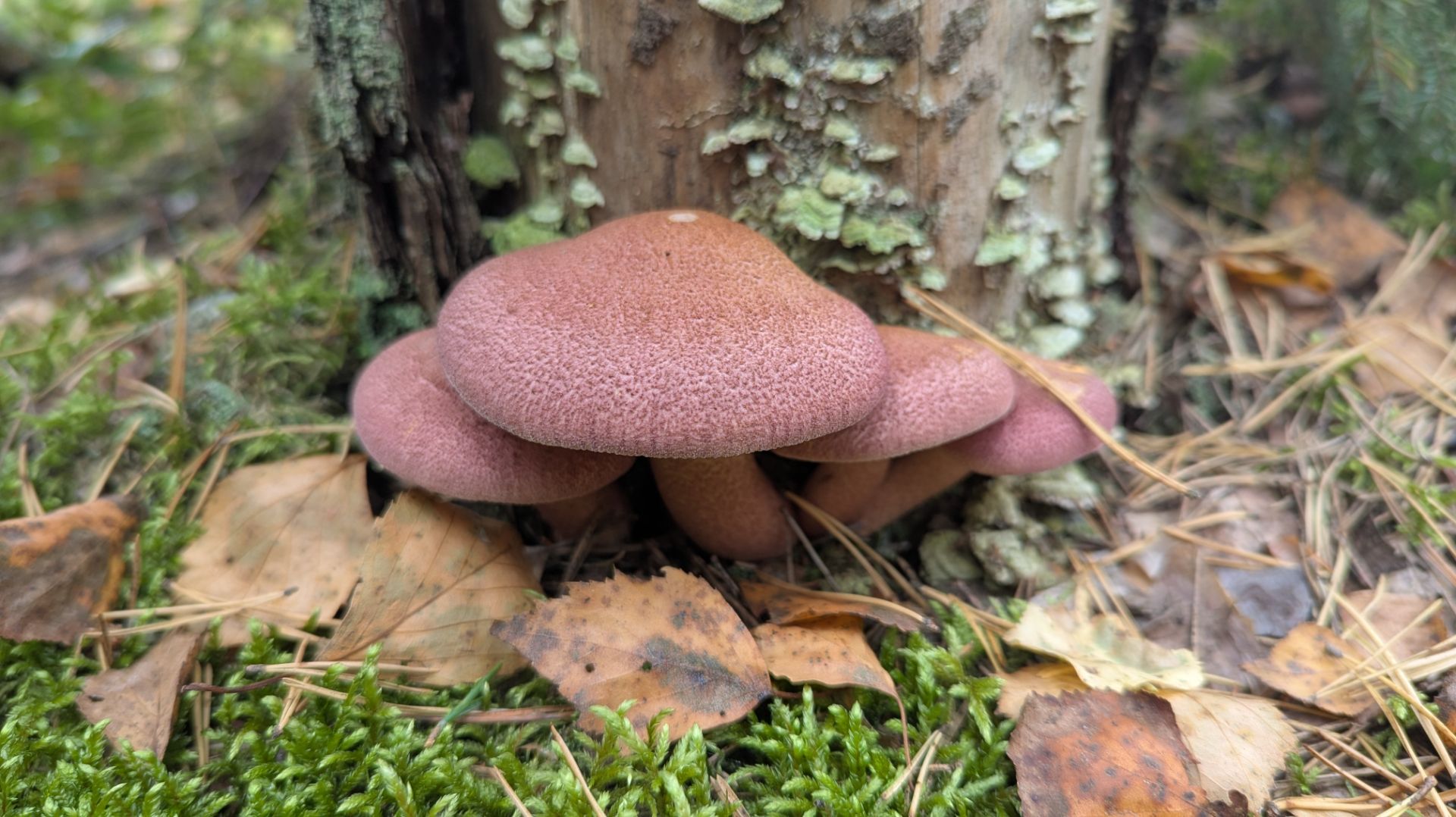 Рядовка жёлто-красная (Tricholomopsis rutilans). Как выглядит гриб на месте произрастания.