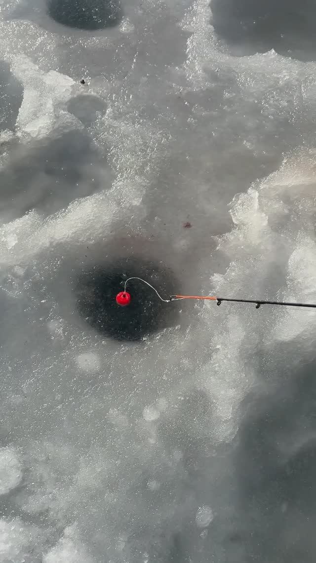 оз.Изменчивое, Корюшка