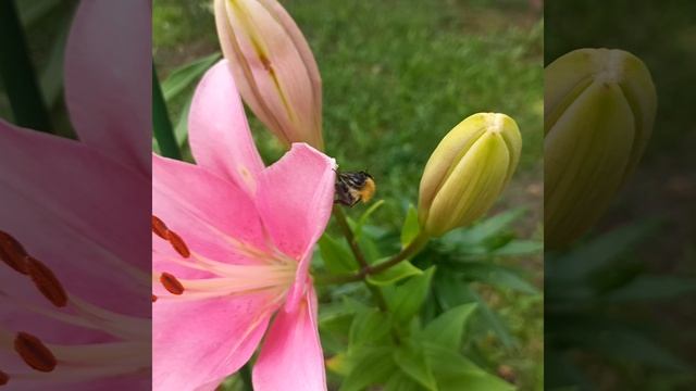 Шмель умывается