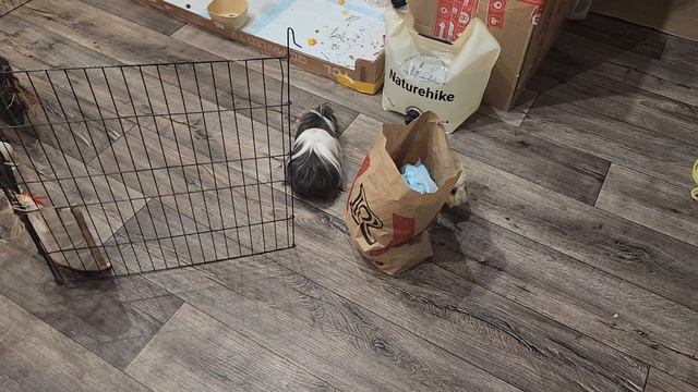 Огуречный забег морских свинок Улли и Пулли 🥒 🐗