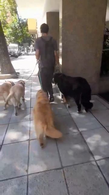 Собаки и ZZ TOP