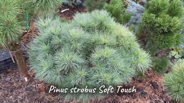 Pinus strobus Soft Touch