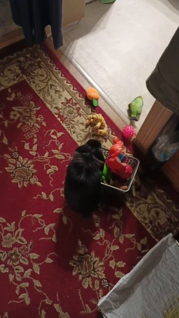 Кролик Маркс хулиганит