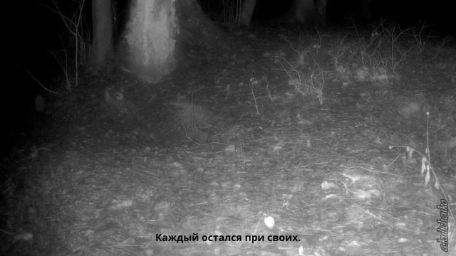 НЕВЕЗУЧАЯ ЛИСИЦА