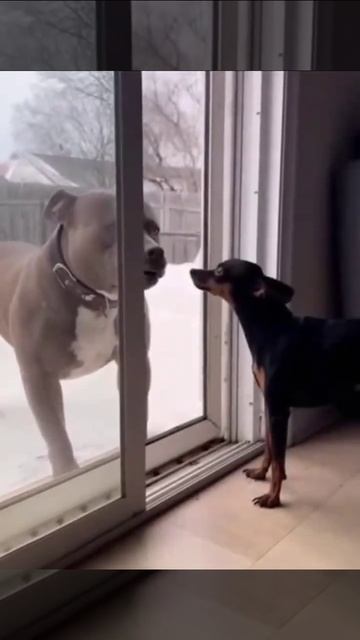 🤣 Кожаный???... Мне пипец!!!... 🤣