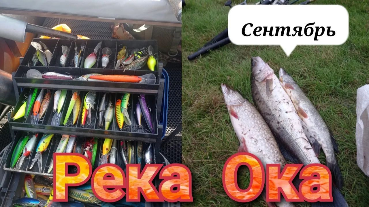 Рыбалка в сентябре на Оке троллингом