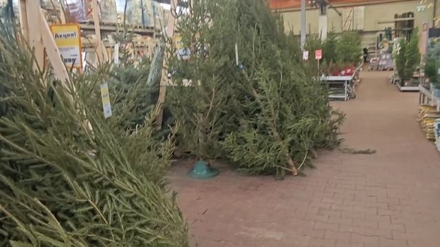 23-12-2025.Оби Мега Парнас.Снег в Питере..Орхидеи.. Ёлки и все такое)))