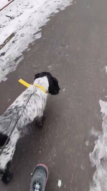 Кира на прогулке декабрь 2025