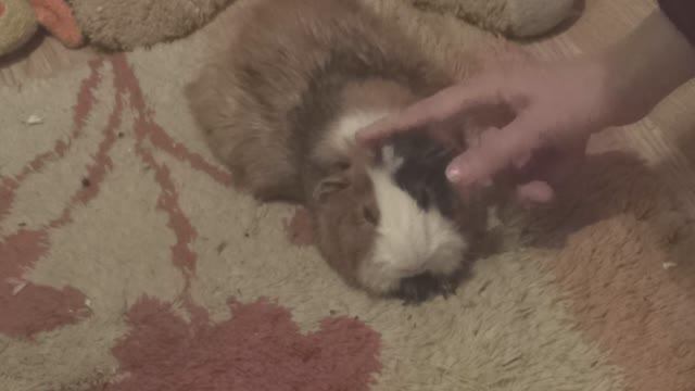 Сиена и Лета 2018