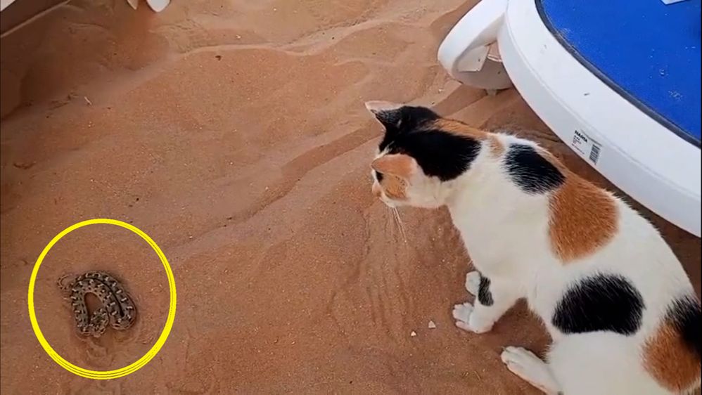 Коты боятся змей?