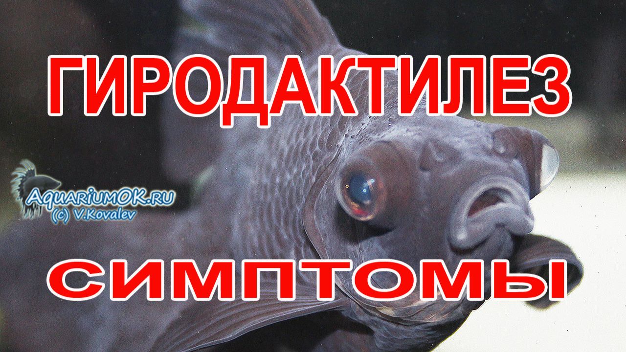 Гиродактилёз у чёрных телескопов: симптомы