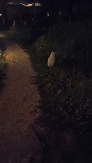 Белый котик охотится