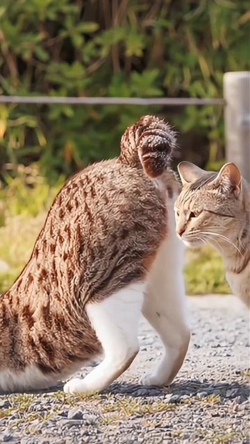 Кошка и кот