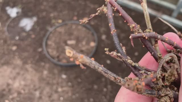 Почему засыхают ветки смородины | Весна 2022