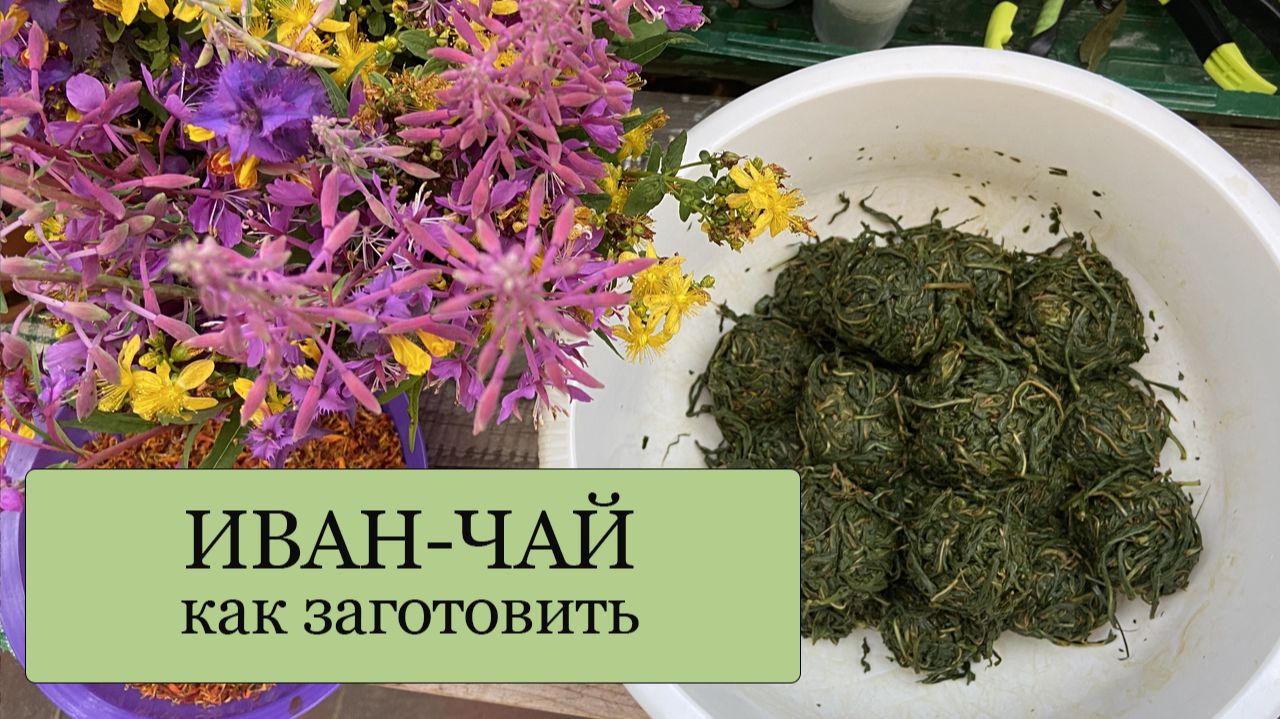 ИВАН-ЧАЙ - как заготовить, чтобы получить ароматный и вкусный чай! ДВОЙНАЯ ферментация!