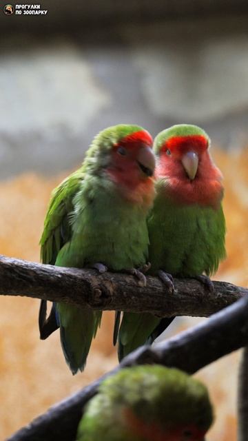 Попугаи неразлучники. Ленинградский зоопарк