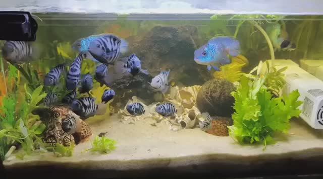 Второй аквариум заселила наннакары блю неон 23/12/24 #аквариум_рыбки_цихлиды