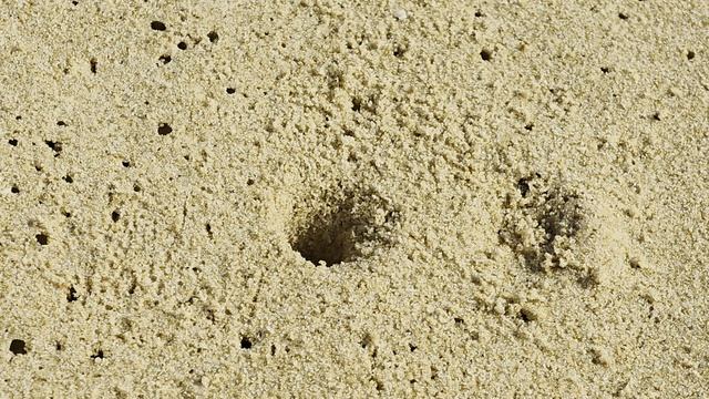 Крабик на Фукуоке. Вьетнам. Отпуск на море зимой