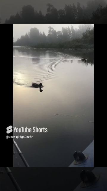 Ленобласть. Хвойное. 05.09.2024. Вуокса ранним утром, Видеопейзаж. Собираемся на завтрак