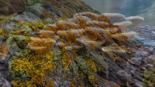 Ассоциации грибов и лишайников: экосистемы на скалах