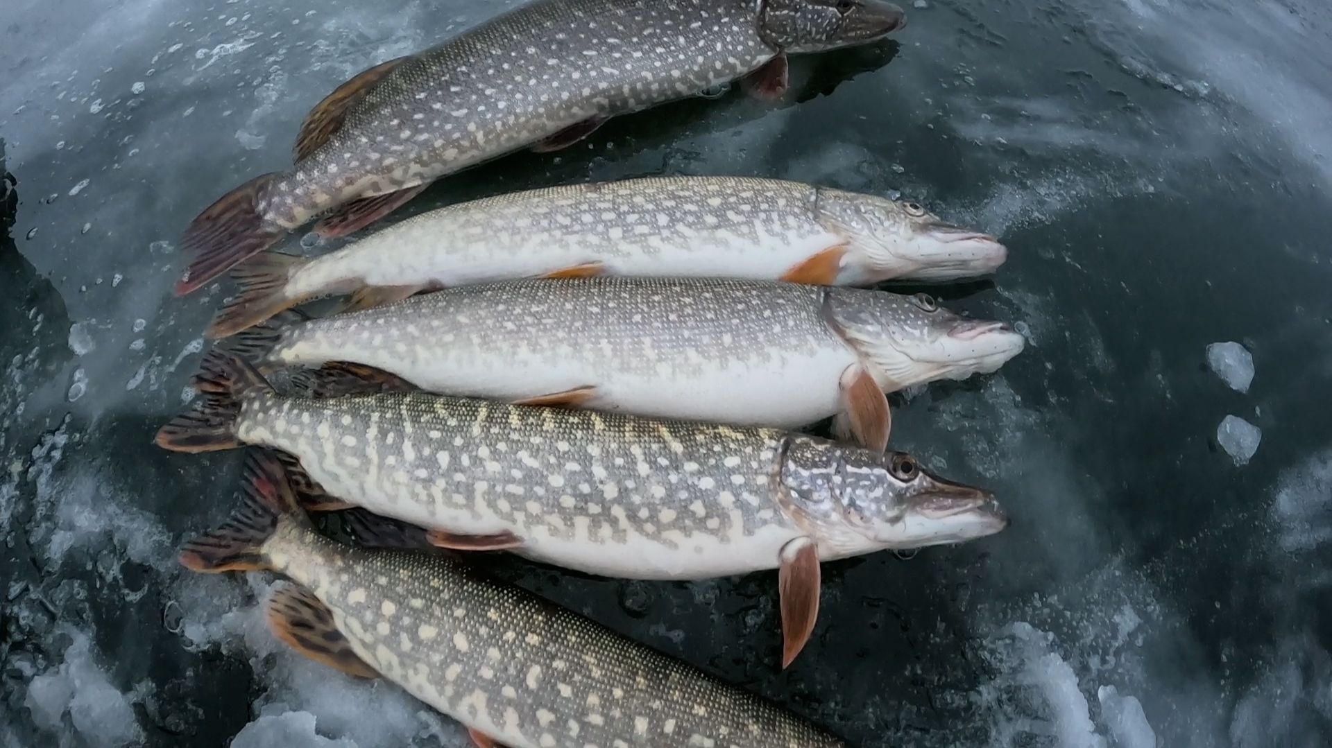 ПЕРВЫЙ ЛЕД 2025-2026. Зимняя рыбалка на Жерлицы. Ловля Щуки на флажки.