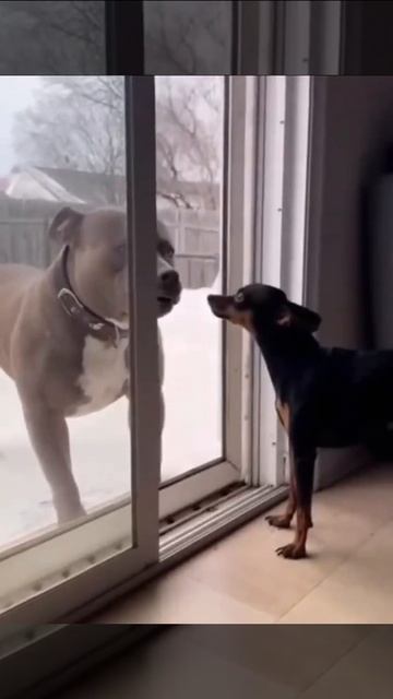 Ты зачем дверь открыл? 🙀