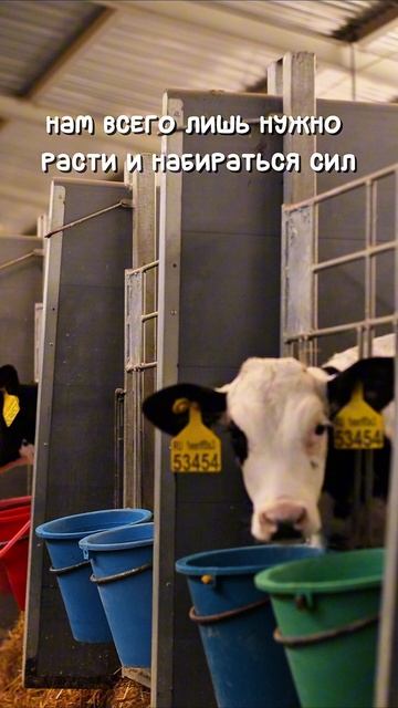 Декабрьский забег: испытание для фермеров 🏃♀️🐄