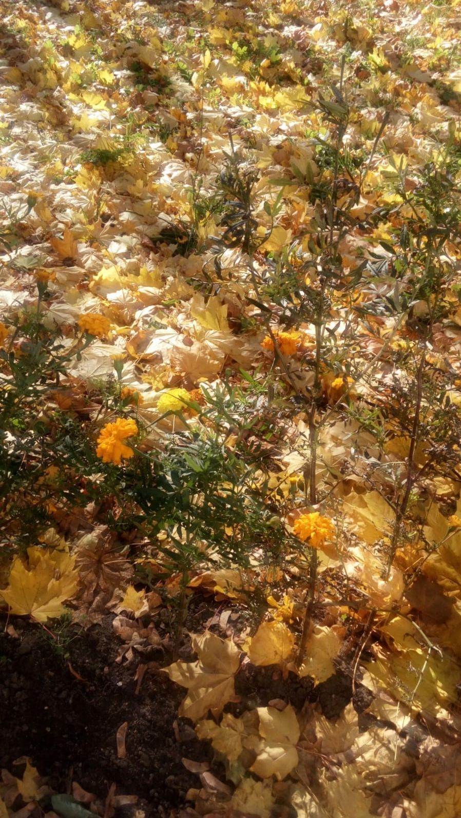 ПРАКТИКА_8   BeautifulSoup_html_Scrapy