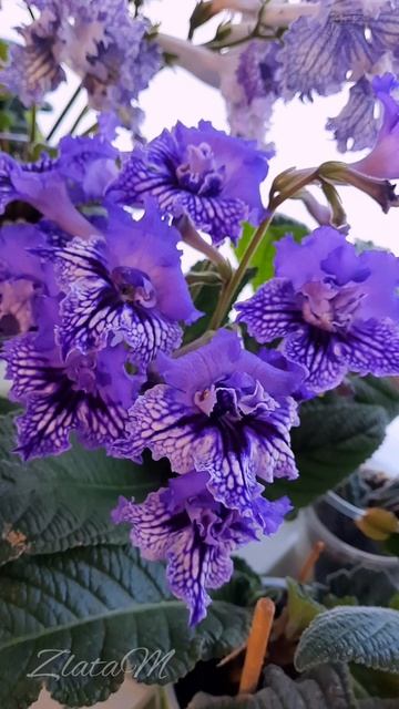 Стрептокрапус  ZM-Колибри