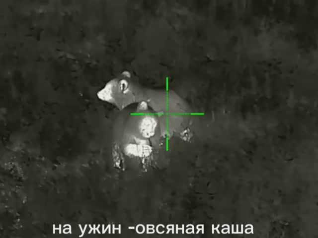 медведи-ужин