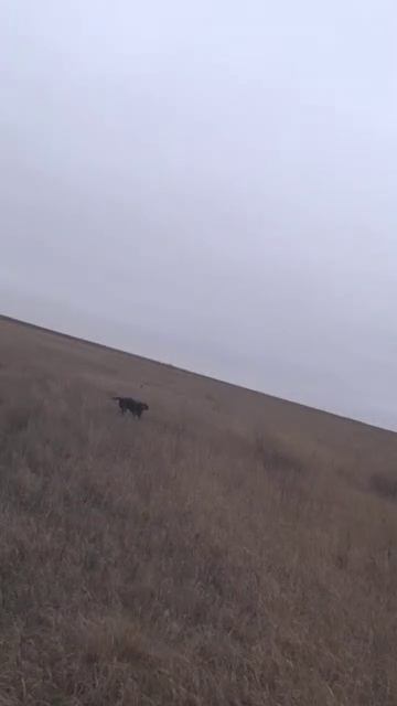 Работа легавой по фазану#shorts