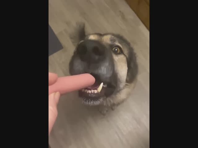 Собака Баскервилей The Hound of the Baskervilles