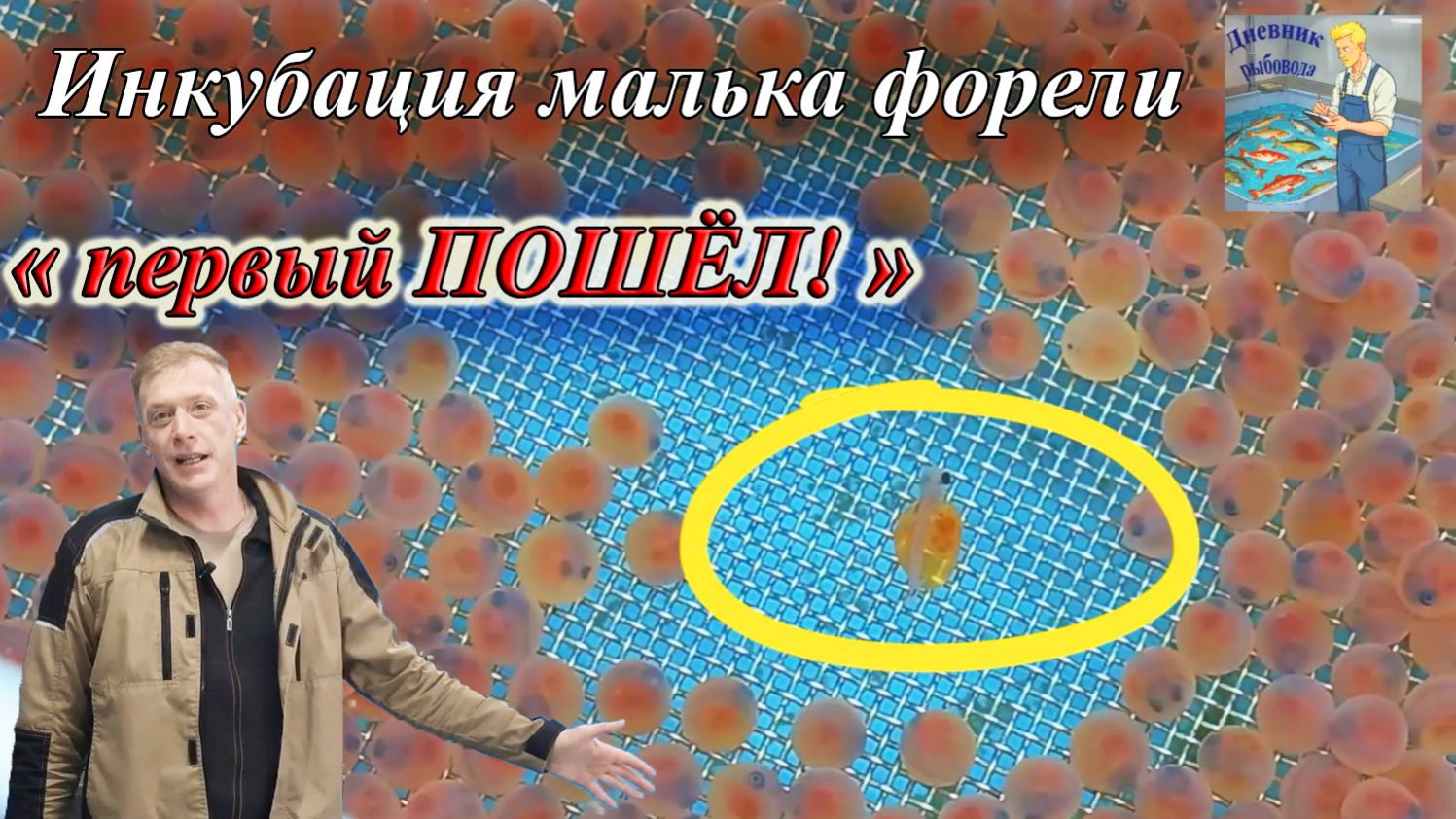 Инкубация икры форели. Первая неделя после закладки.