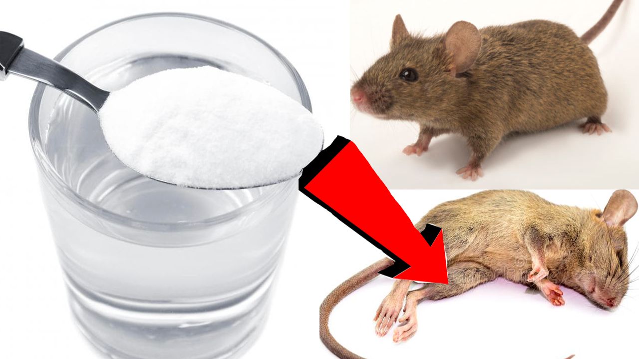 Как избавиться от мышей и крыс навсегда За 3 Секунды.!!!!!!!!!!