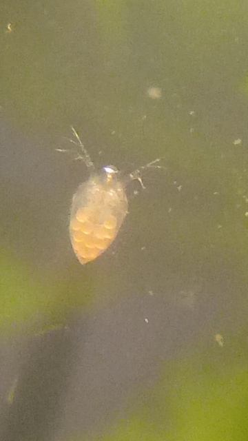 Дафния. Daphnia.