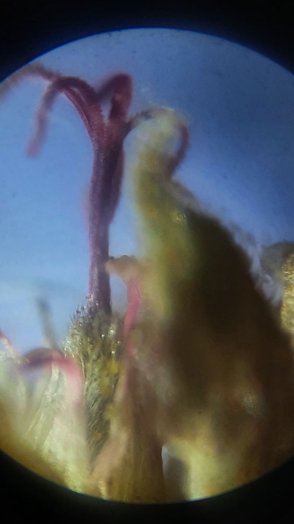 ЛабРаб_7        Numpy_Pandas_Matplotlib