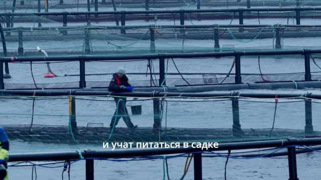 Производство INARCTICA: от малька до садка