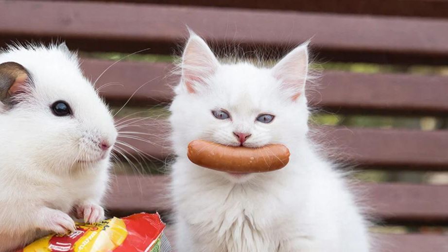 ИИ АНИМАЦИЯ | ЖИВОТНЫЕ ВОРЫ