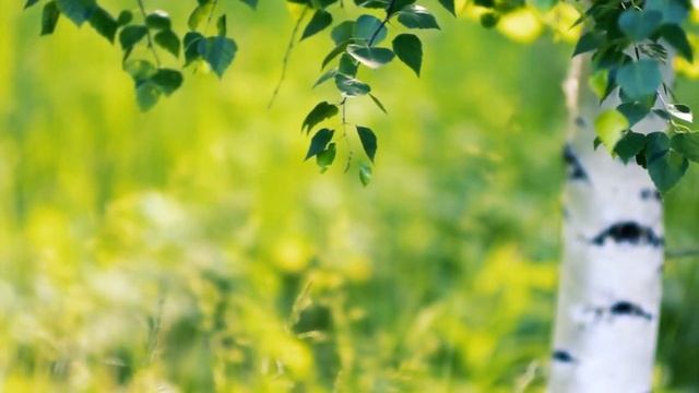 Сипетлӗ хурӑн (Белая береза). Композитор Юрий Кудаков; слова Ольги Архиповой