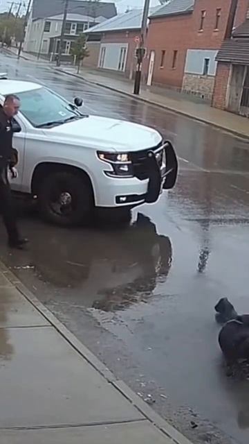 Бельгийский поцелуй