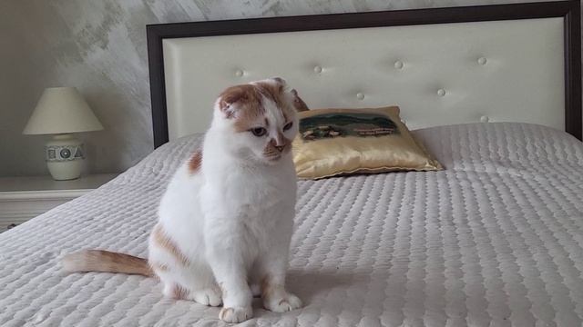 Мурка и Мурзик. Murka and Murzik