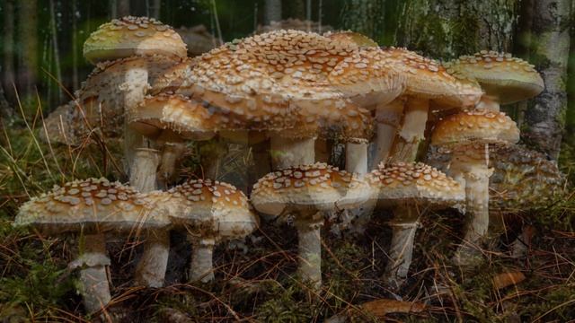 Ассоциации грибов: сложные мицелиальные сети