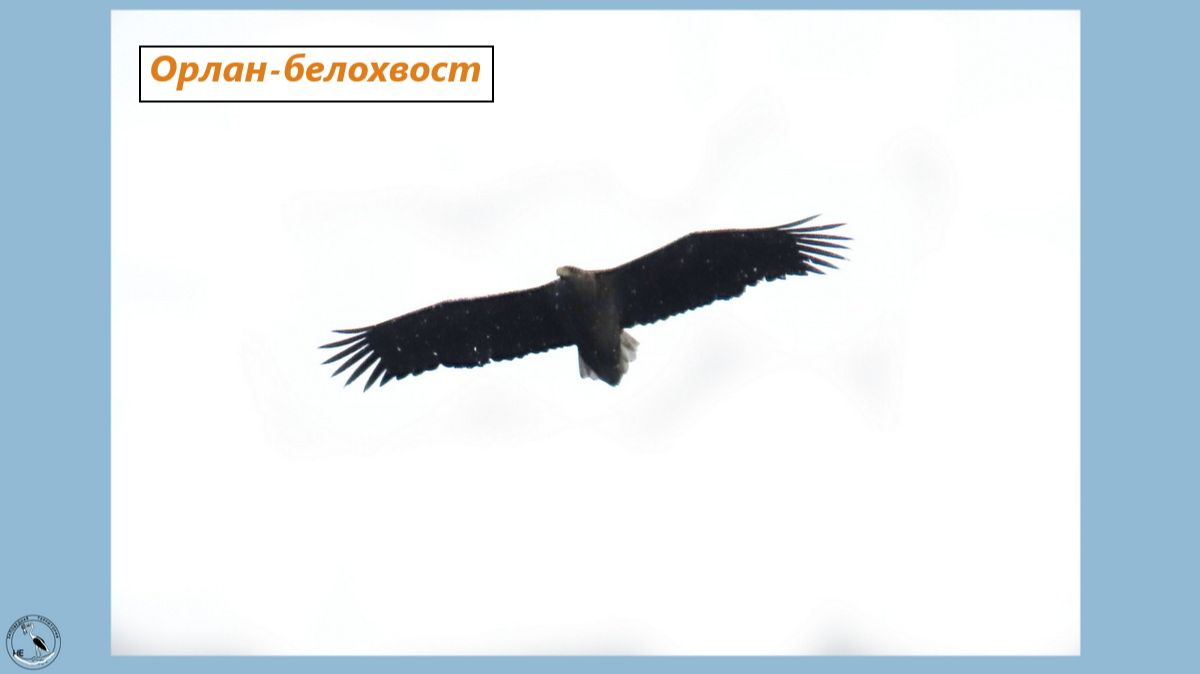 Хвост клином, крылья прямоугольником, голова маленькая - орлан-белохвост